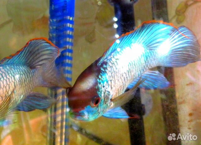 Цихлиды наноакара