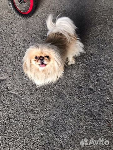 Мальчик приглашает на вязку