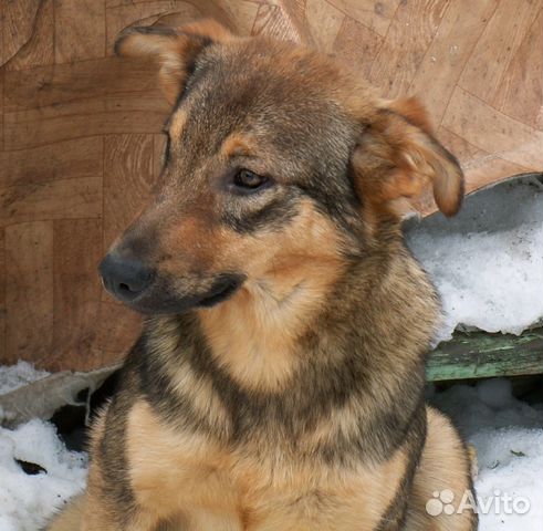 Нужен дом Бимону и Тимону