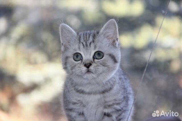 Котик мраморный с прививками