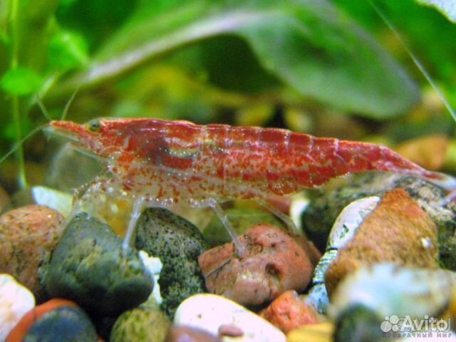 Креветка вишня, гуппи,мечи, молли