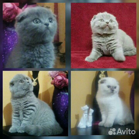 Шотландские котята