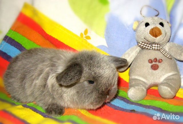 Мишутка ждёт вас