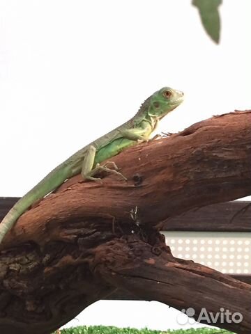 Зелёная игуана