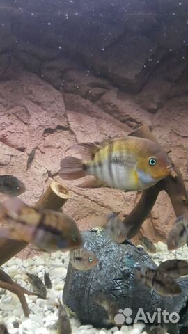 Цихлазома седжика, виноплавничная