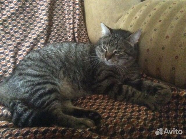 Котяра ищет дом