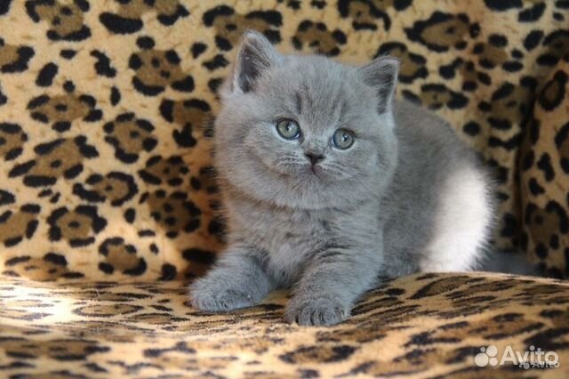 Британские плюшевые малыши,котята голубые