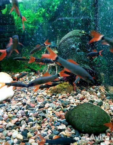 Аквариумная рыбка лабео зеленый