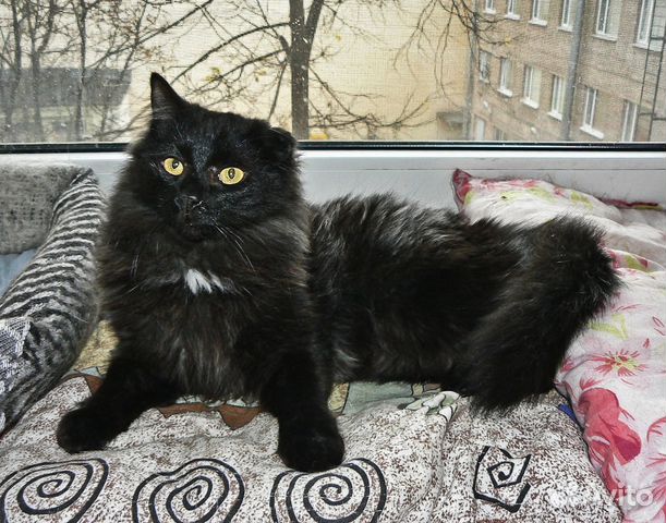 Кот Алекс