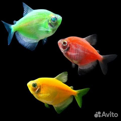 Тетра Glofish