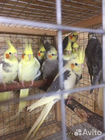 Попугай корелла, волнистый