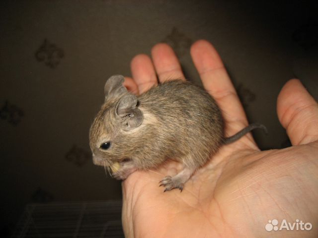 Бельчата дегу