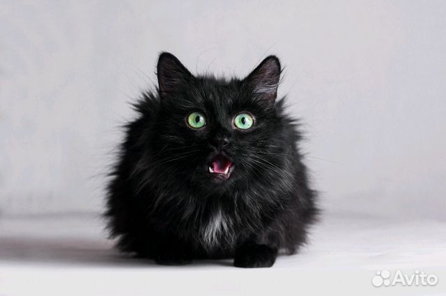 Кошечка Маруся ищет любящую семью