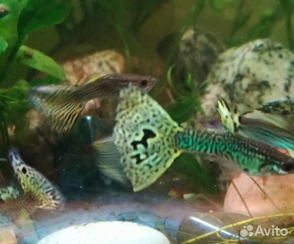 Рыбки гуппи Зеленая кобра (чистая линия)