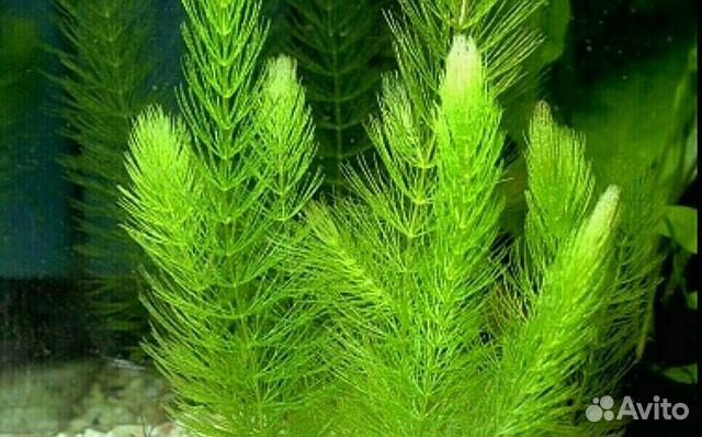Аквариумное растение роголистник