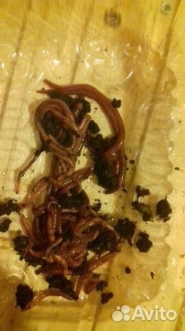 Черви (калифорнийцы ) семья (1000 штук взрослых +