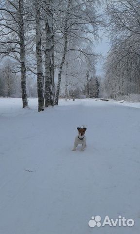 Кобель для вязки, Джек Рассел, развязан