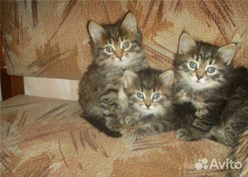 Сибирские малыши