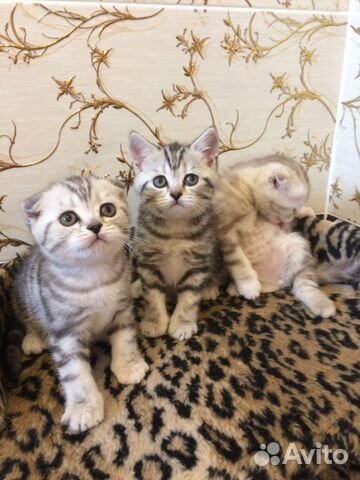 Мраморные шотландские плюшечки