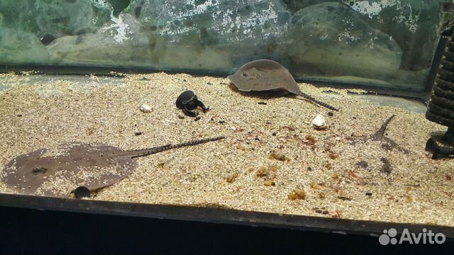 Скат моторо