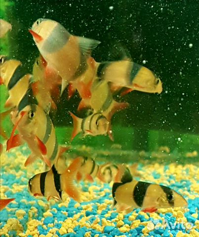 Аквариумная рыбка боция клоун