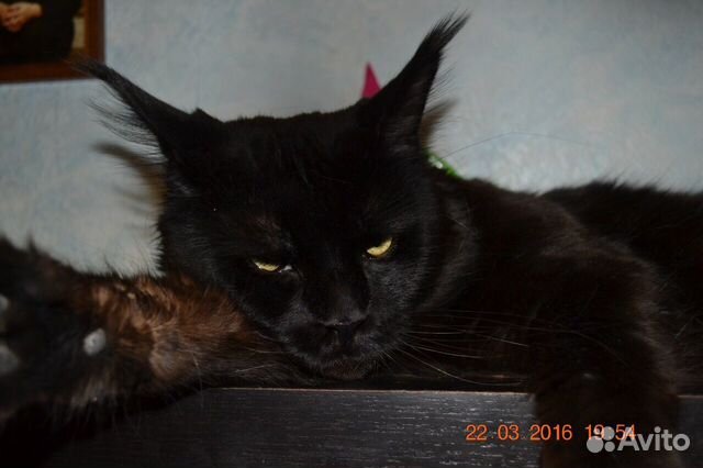 Котик для вязки