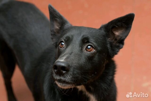 Диксон 1.5 года, есть паспорт