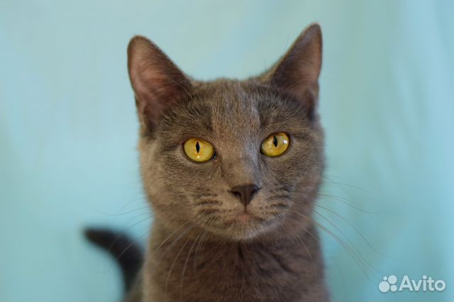 Отдаю кошку метис русской голубой в добрые руки