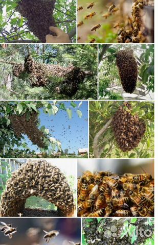 Сниму Рой пчел пчелы улий