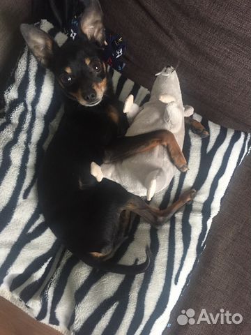 Той-терьер вязка