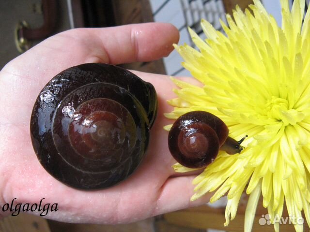 Гигантские улитки