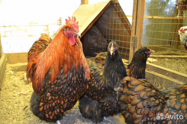 Семьи породных кур и петухи