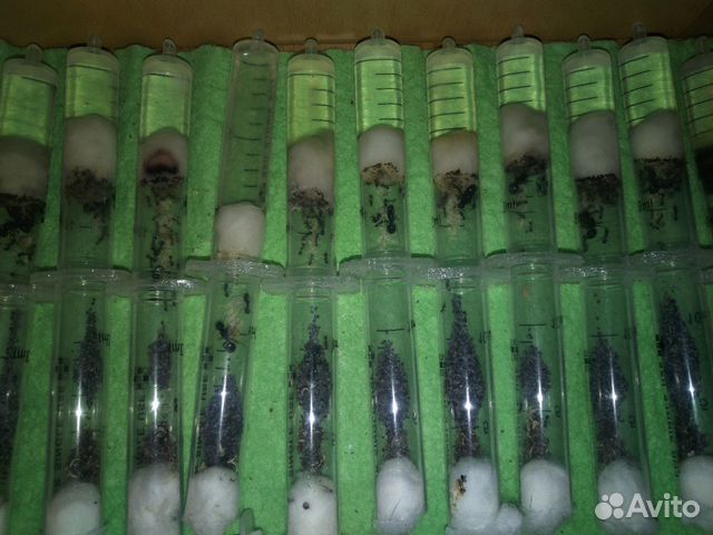 Муравьи Messor Formica Camponotus Lasius