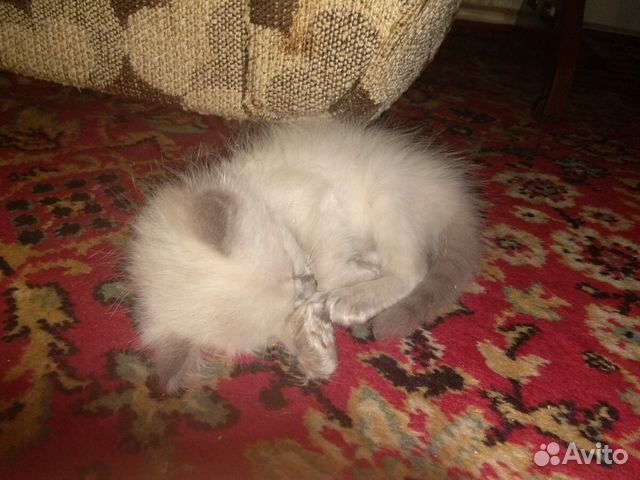 Котенок тайский