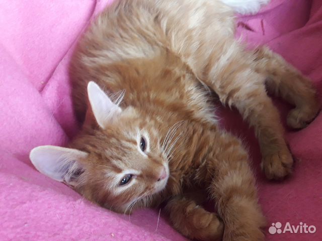 Рыжий шалунишка