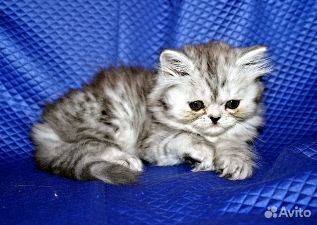 Шотландская