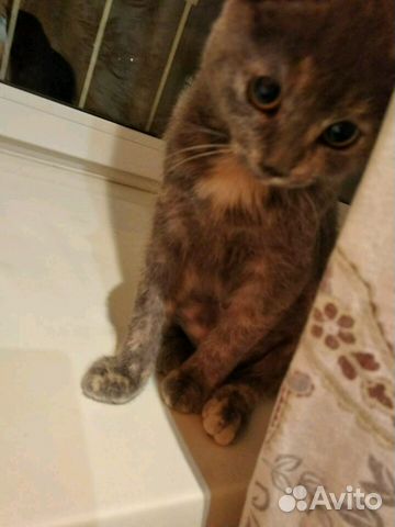 Котёнок Арья 3 месяца в добрые руки