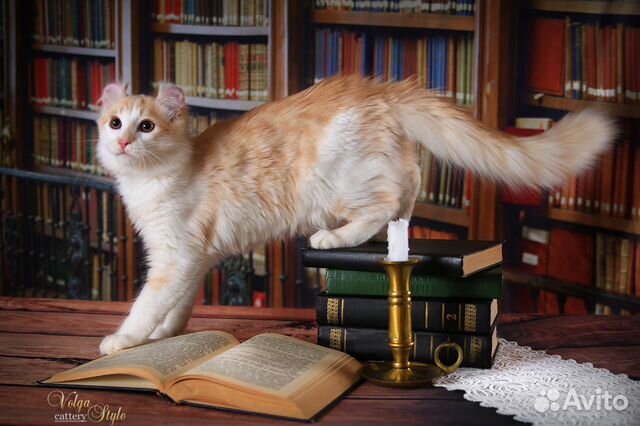 Эффектные котята