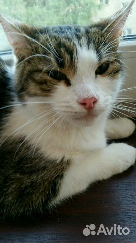 Кошка в дар стерилизована котенок