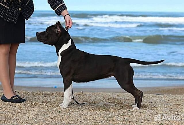 Высокопородные щенки аст