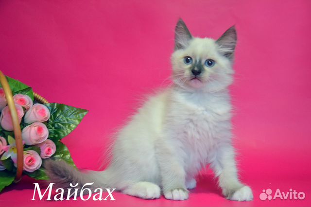 Невские маскарадные котята