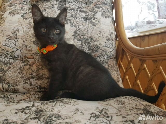 Чаузи ф1 черного цвета