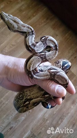 Императорский удав