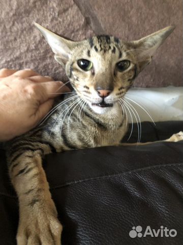 Ориентальный мраморный котик