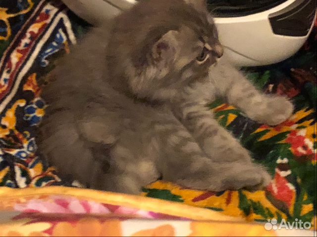 Котята шотланды