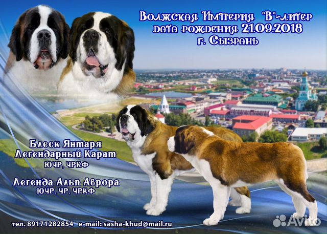 Продам девочку сенбернара