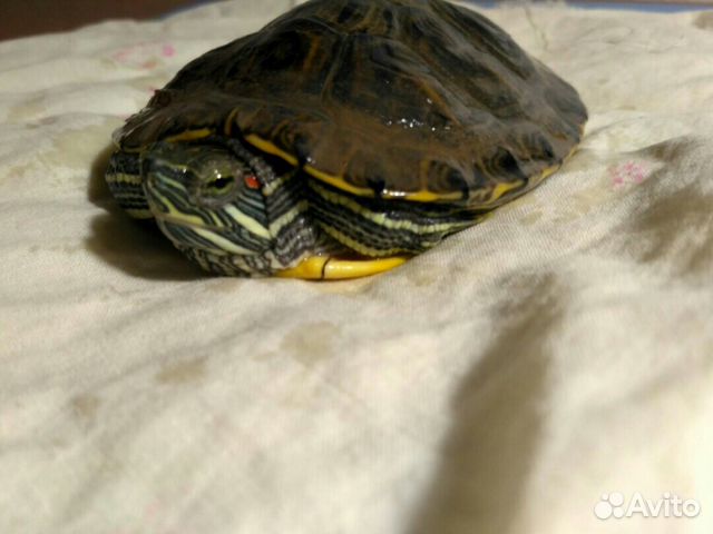 Черепаха красноухая с аквариумом