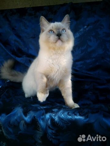 Кот регдолл