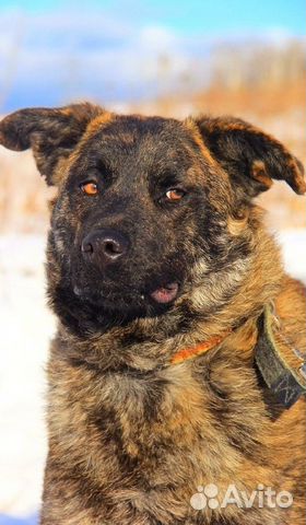 Голландская овчарка Тигра ищет хозяина