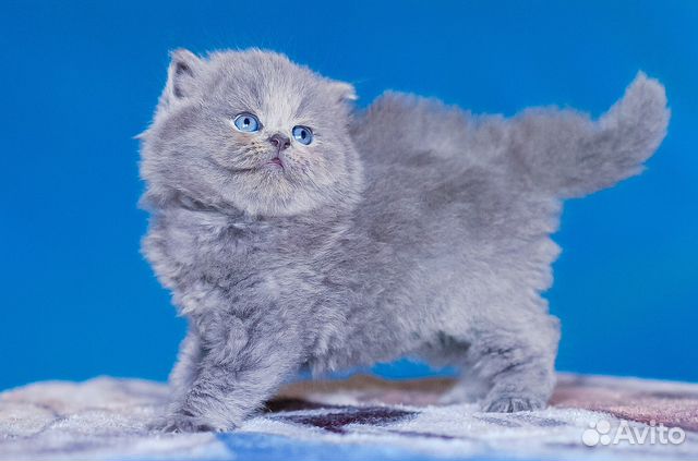 Британская длинношерстая девочка 1,5 мес. Лилуша